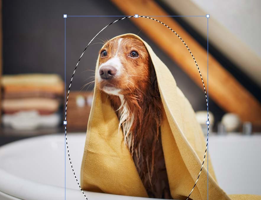 How To Use The Marquee Tool In Photoshop (Complete Guide) — Brendan ...